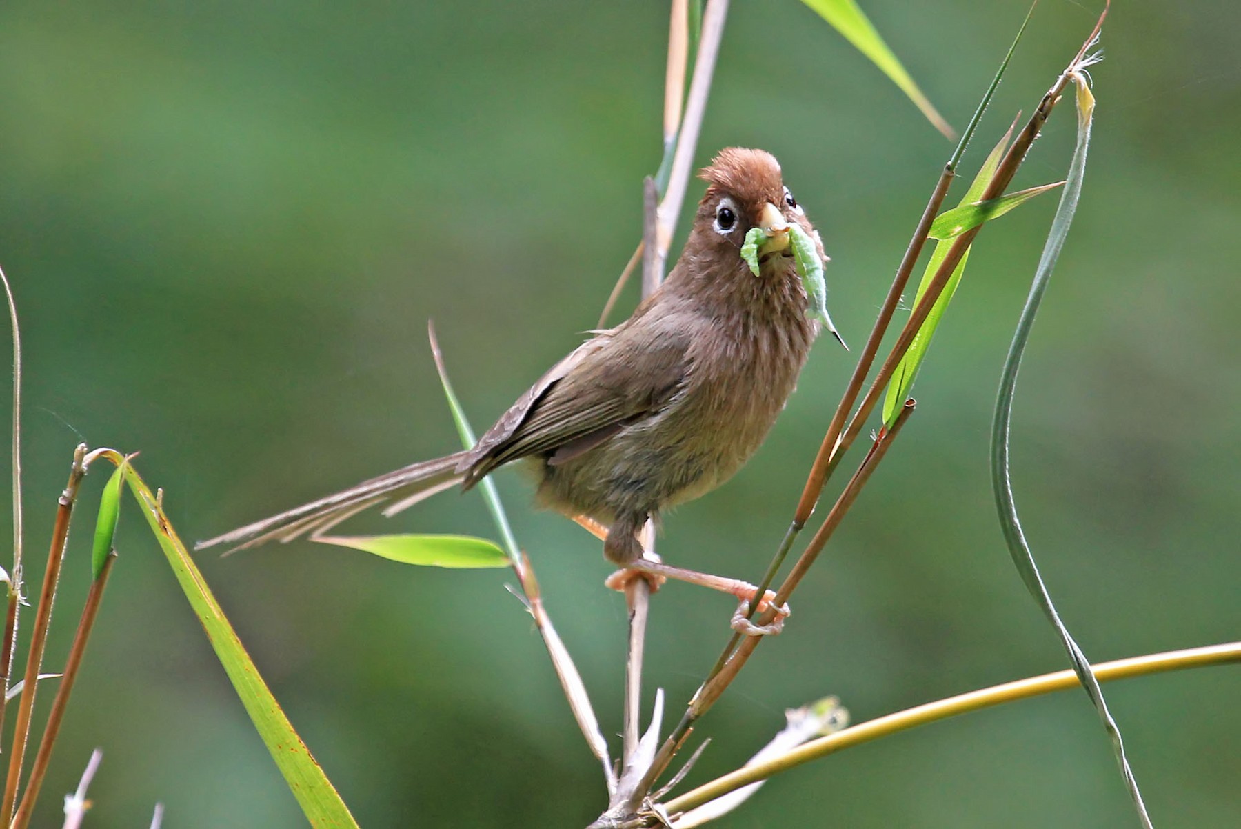 Spectacled Parrotbill - eBird