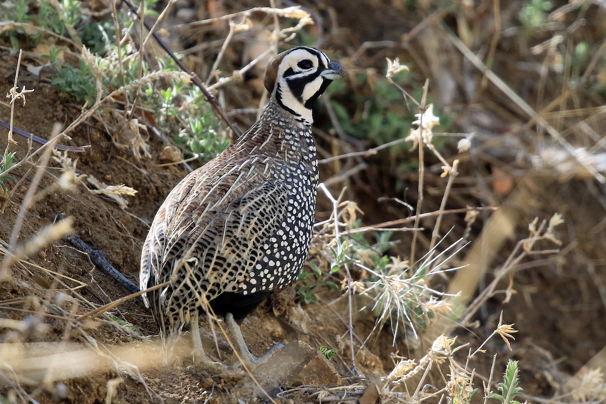 Montezuma Quail (Montezuma) - eBird