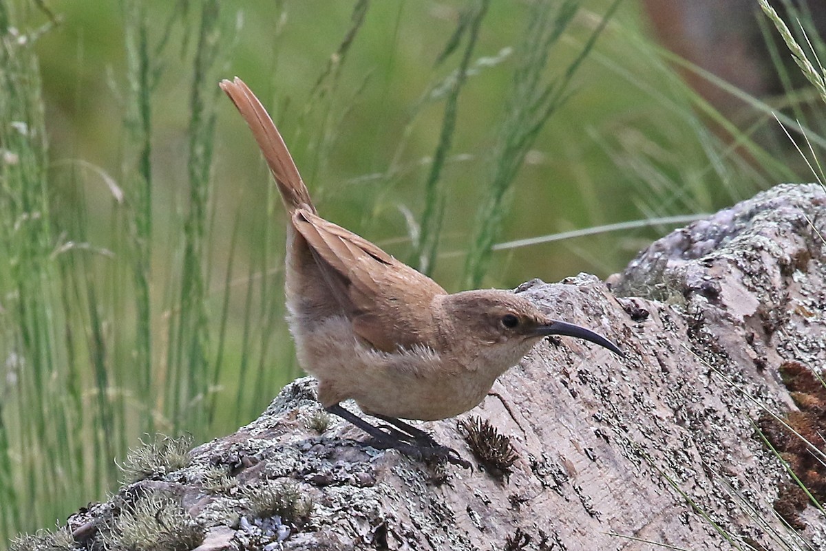 Buff-breasted Earthcreeper (Buff-breasted) - eBird