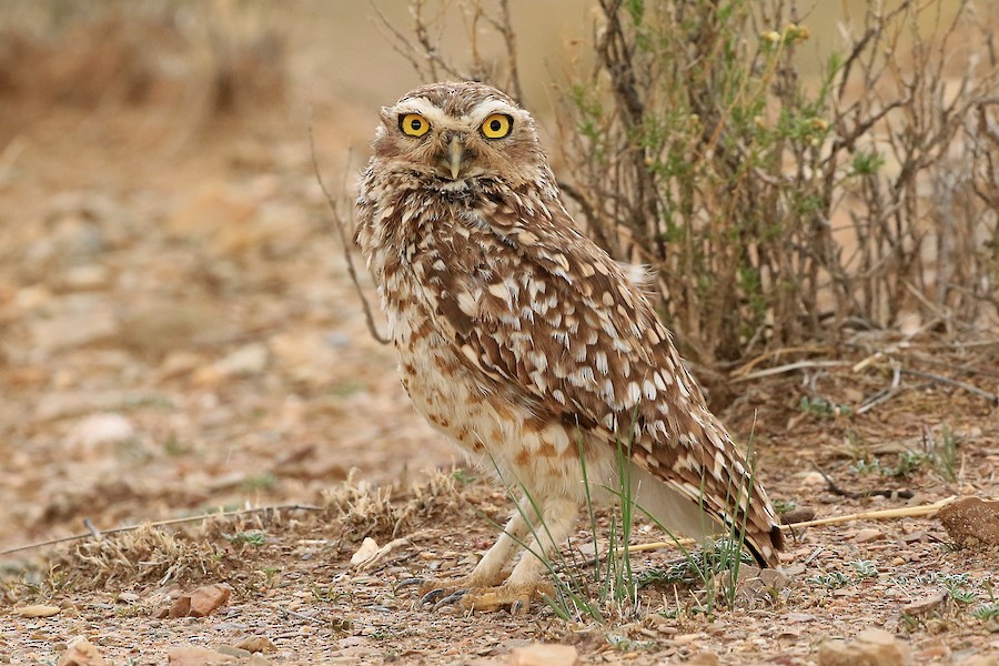 Tecolote Llanero (grupo cunicularia) - eBird