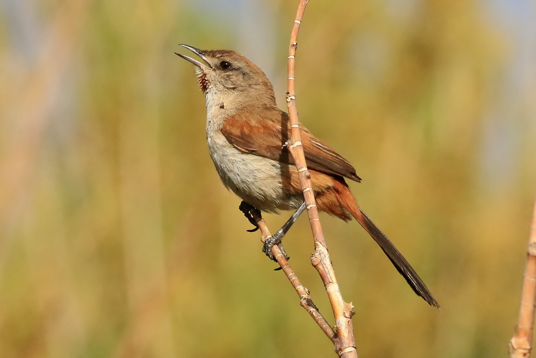 Canastero del norte (dorbignyi/consobrina) - eBird