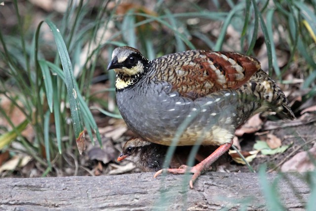 Photos - Taiwan Partridge - Arborophila crudigularis - Birds of the World