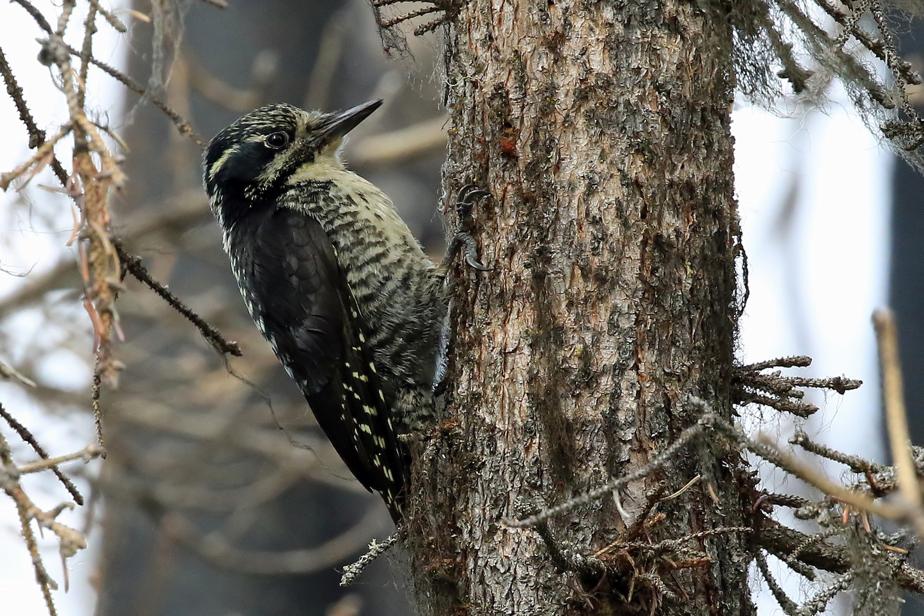 American Three Toed Woodpecker
