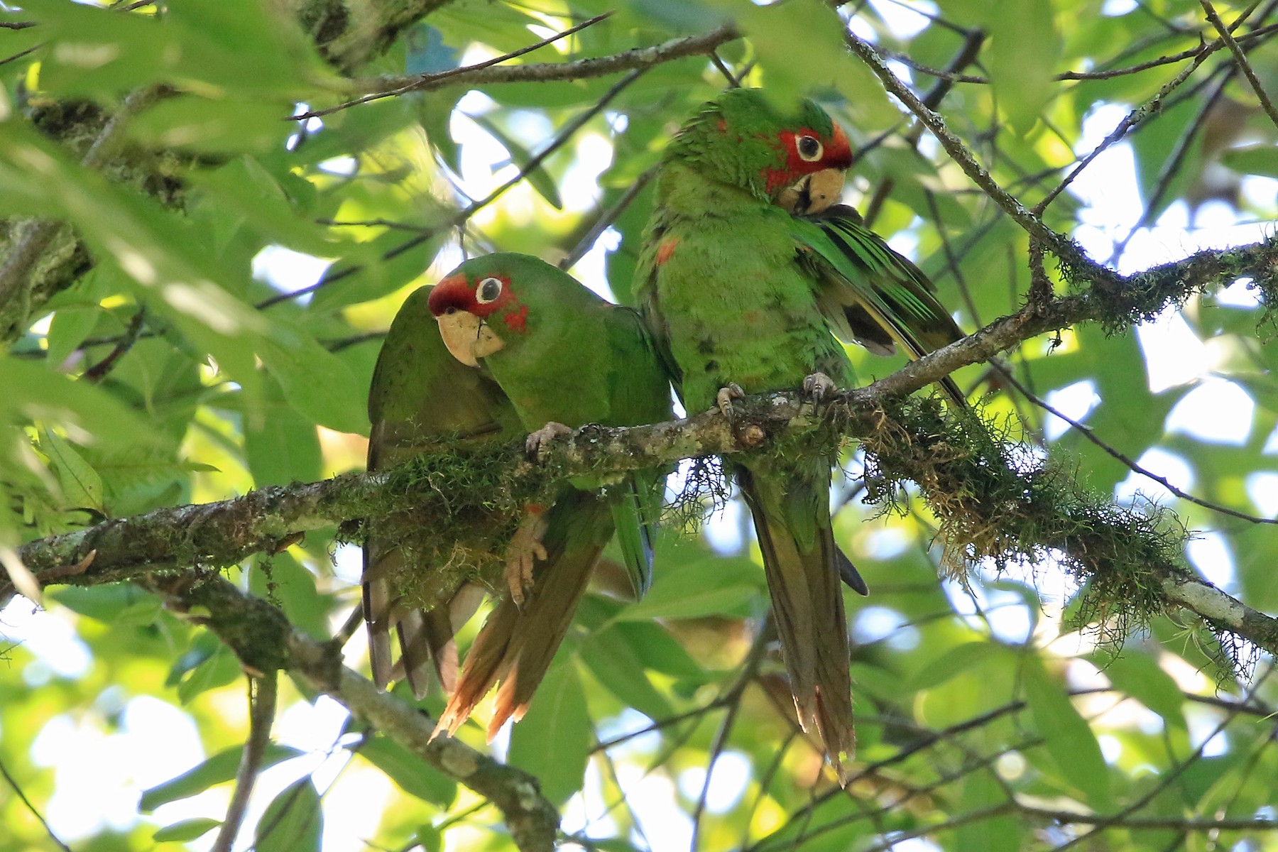 Perico Mitrado (grupo mitratus) - eBird