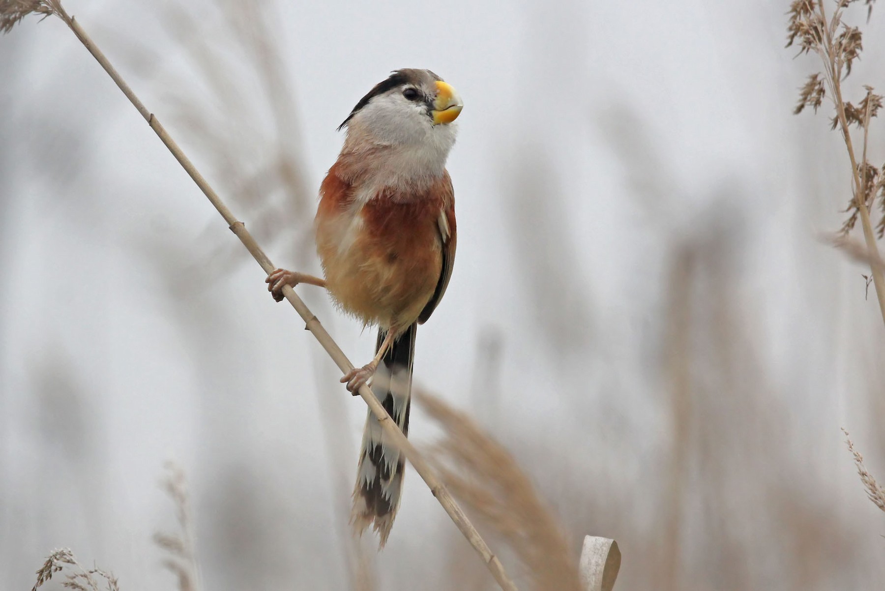 Reed Parrotbill (Reed) - eBird