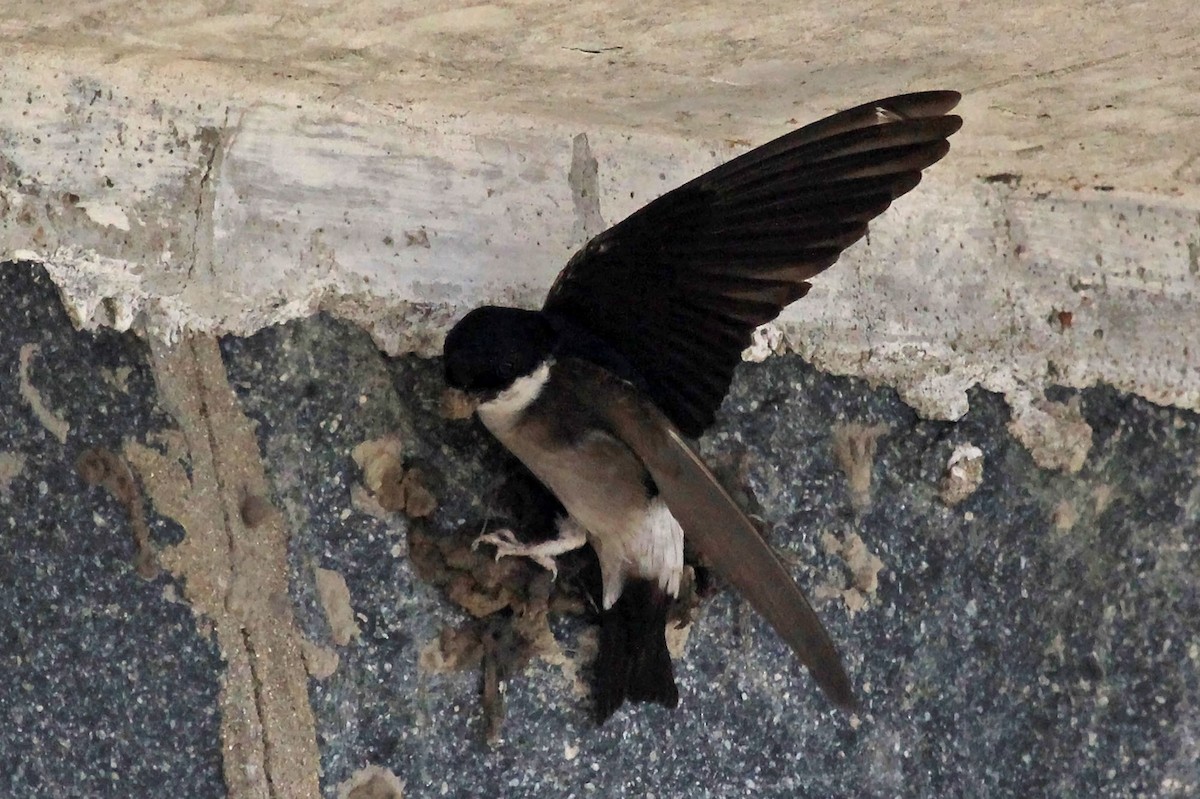 ML204857591 - Asian House-Martin - Macaulay Library