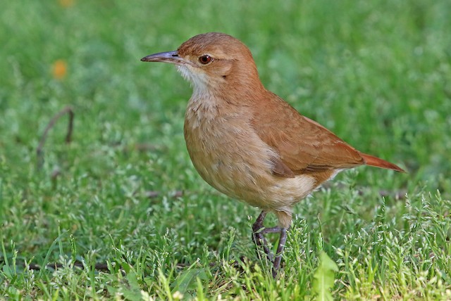 Argentina National Bird The Hornero