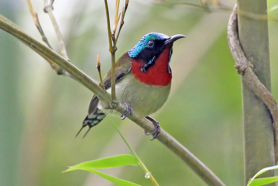 Fork-tailed Sunbird (Fork-tailed) - eBird