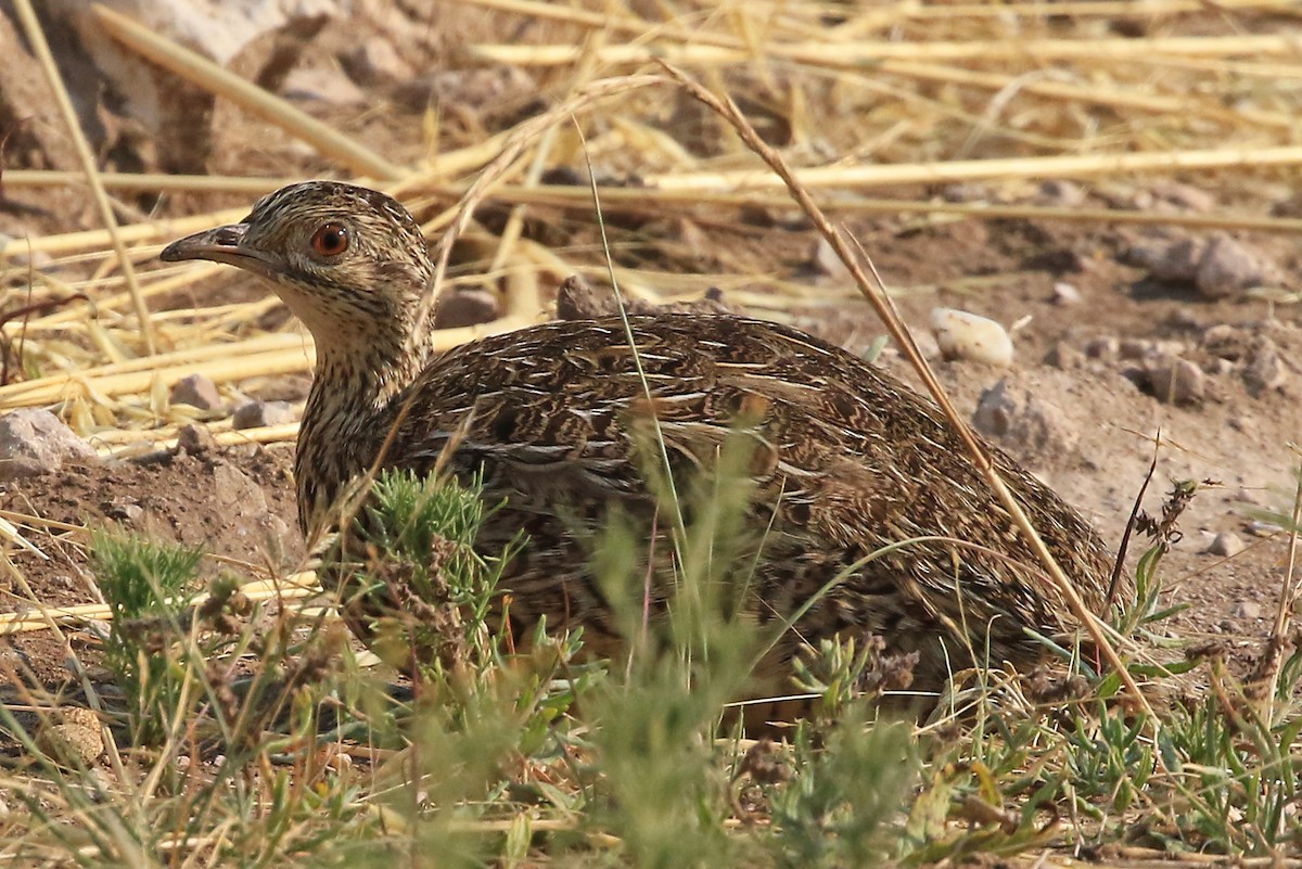 eBird Checklist - 3 Jan 2017 - Chasico - 6 species