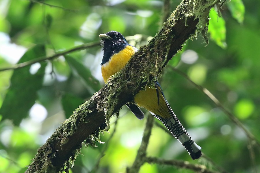 Black-throated Trogon (chrysochloros) - eBird