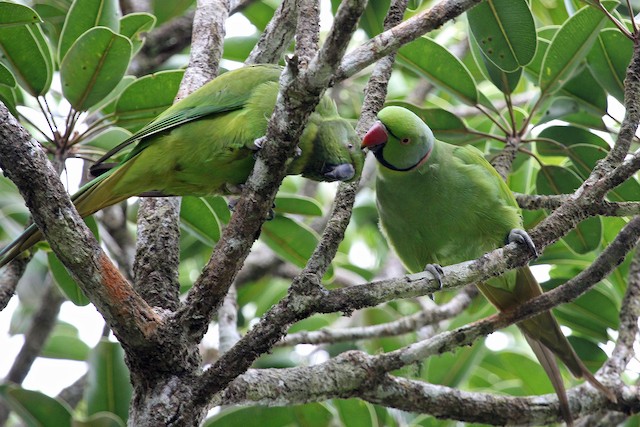 Echo Parakeet - Psittacula eques Distribution Habitat Subspecies Breeding