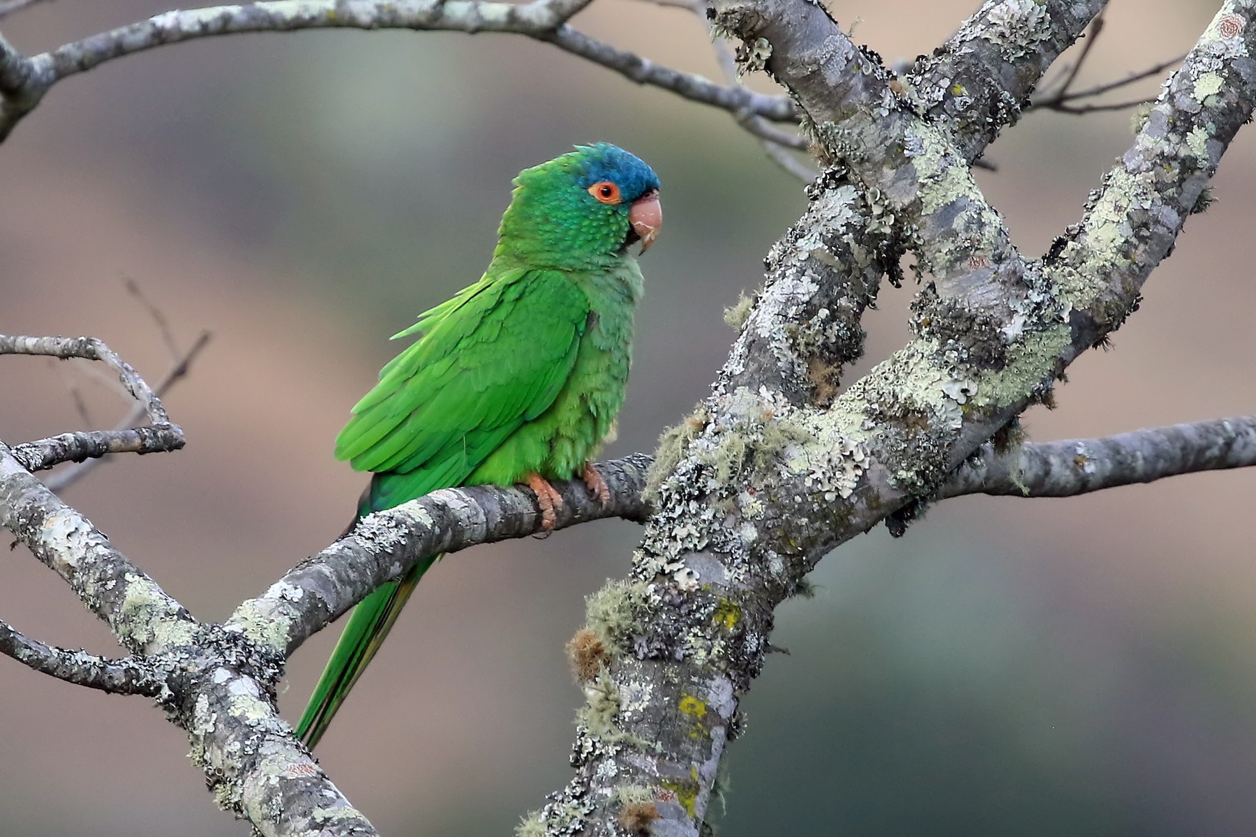 Blue-crowned Parakeet (Blue-headed) - eBird