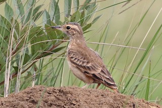 Campo Miner - Geositta poeciloptera - Birds of the World