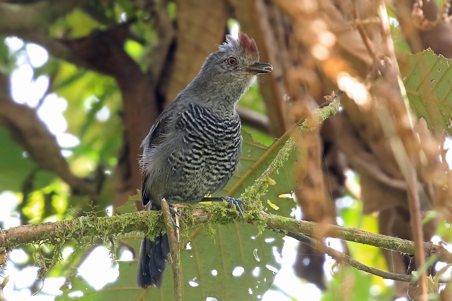 Choca Corona Rojiza [grupo subfasciatus] - eBird