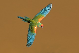 Red-fronted Macaw - Ara rubrogenys - Birds of the World