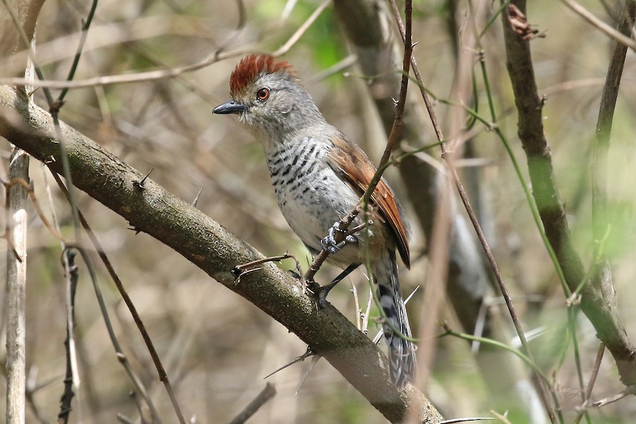 Choca Corona Rojiza (ruficapillus/cochabambae) - eBird