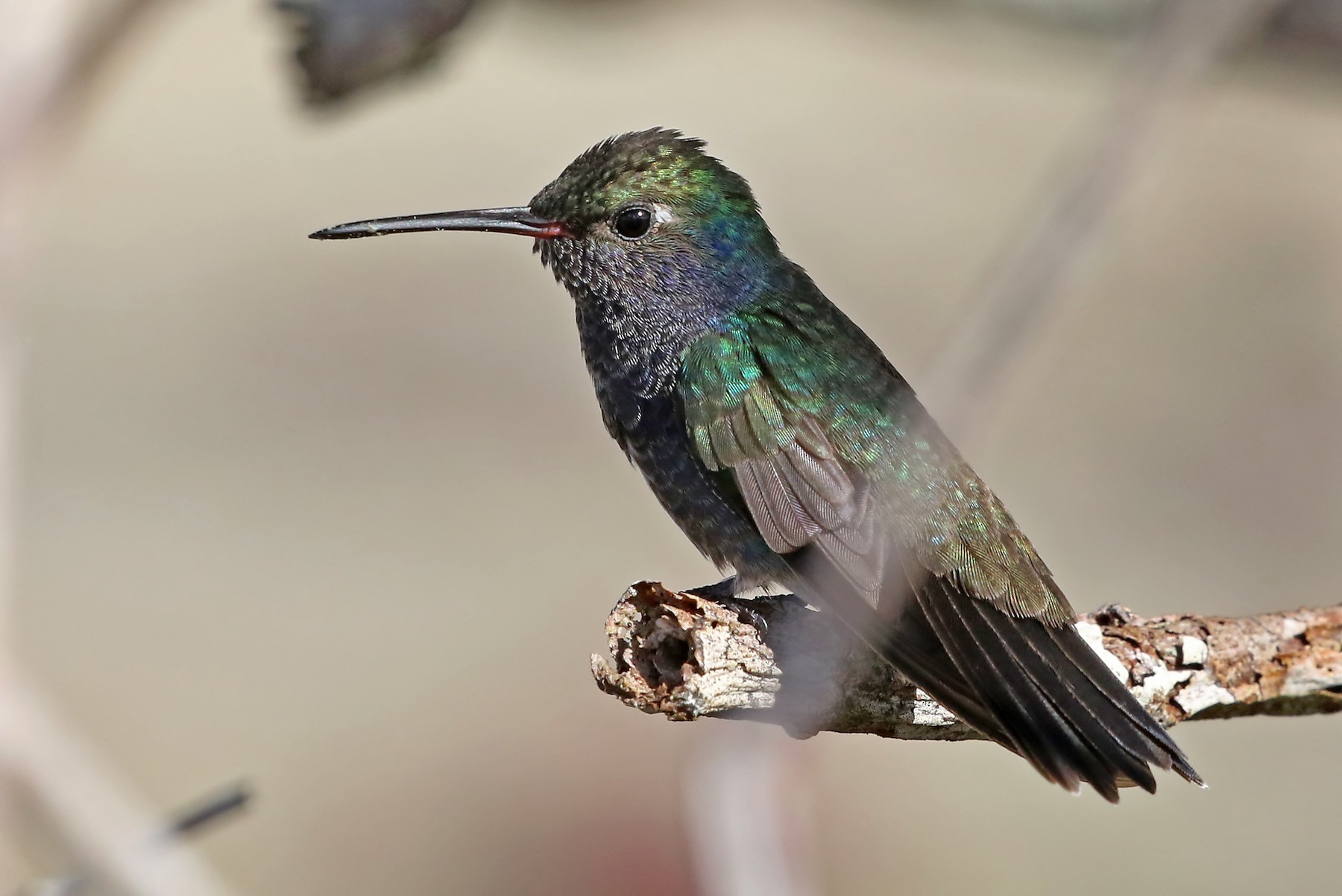 Picaflor Pecho Azul (lactea/zimmeri) - eBird