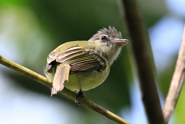 Photos - Yellow-winged Flatbill - Tolmomyias flavotectus - Birds of the ...