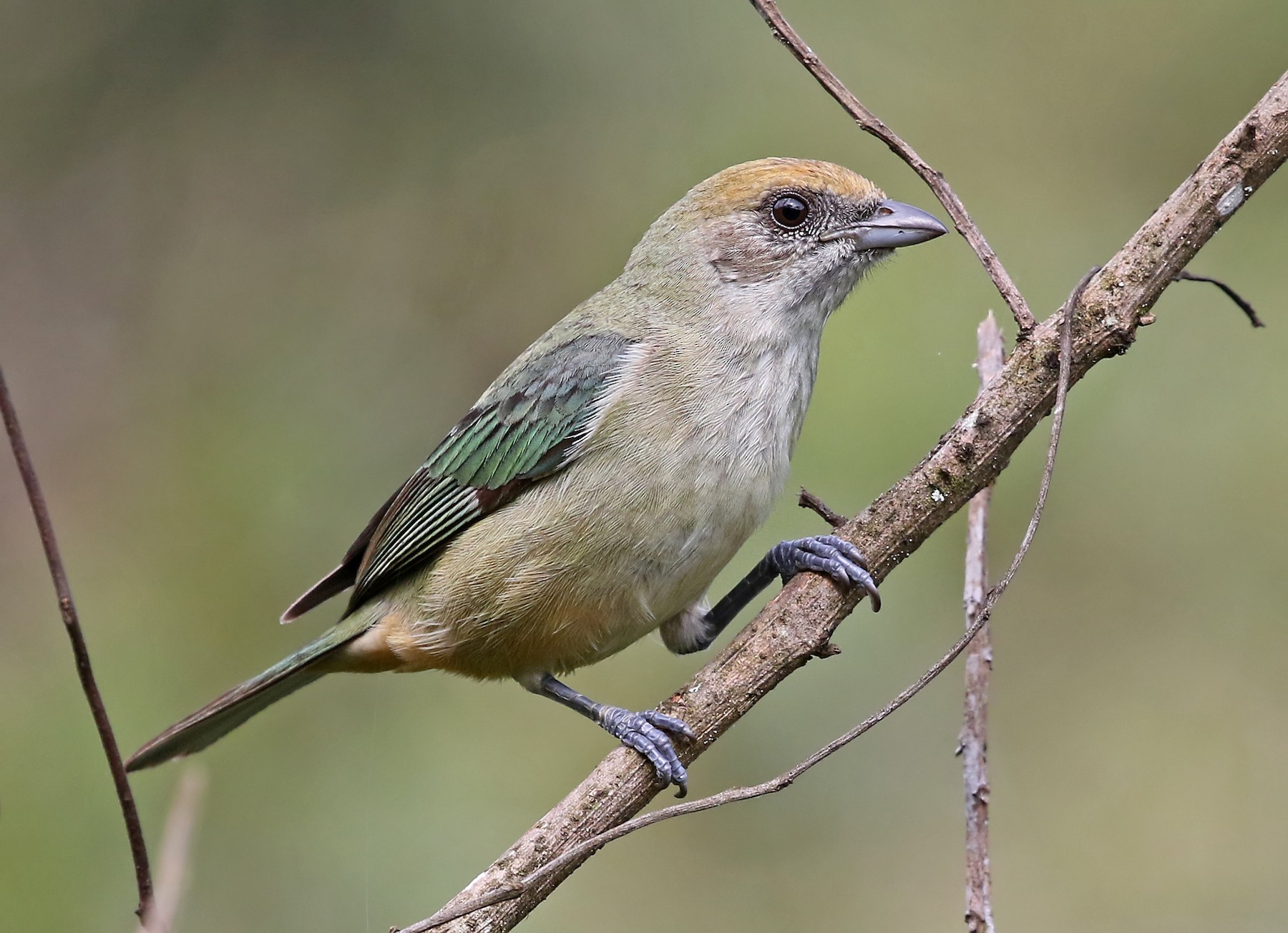 Saíra-amarela [grupo flava] - eBird