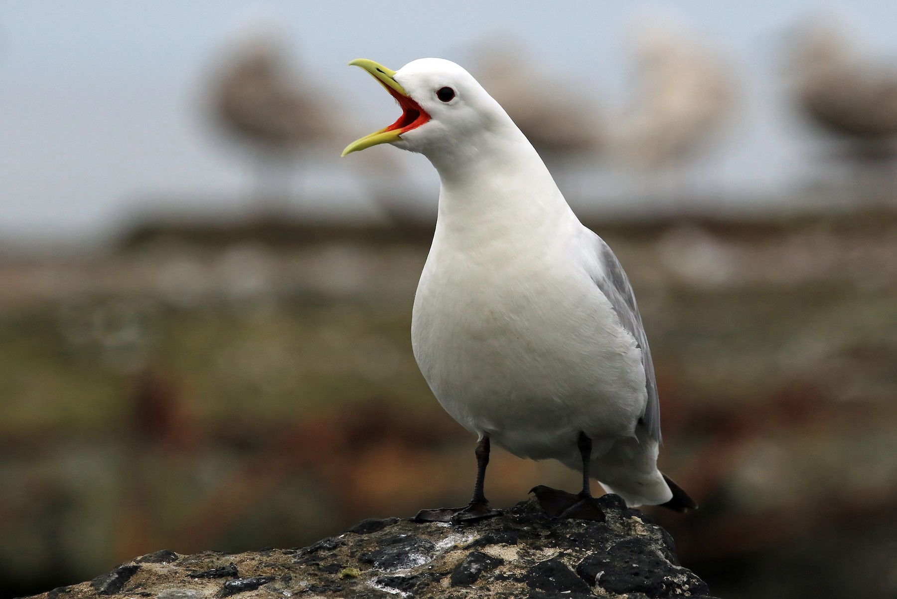 Black-legged Kittiwake (pollicaris) - eBird