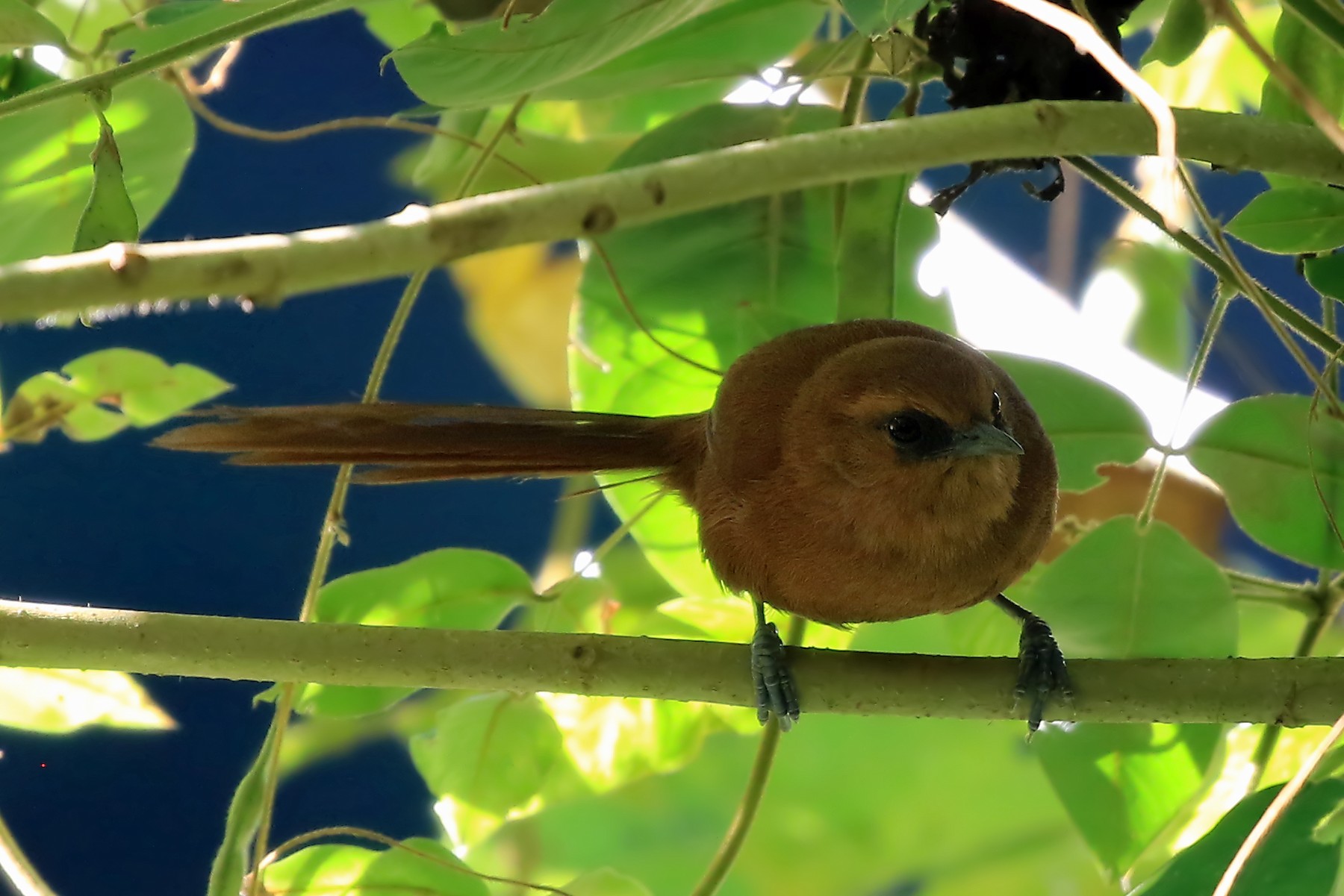 Rufous Spinetail (munoztebari) - eBird