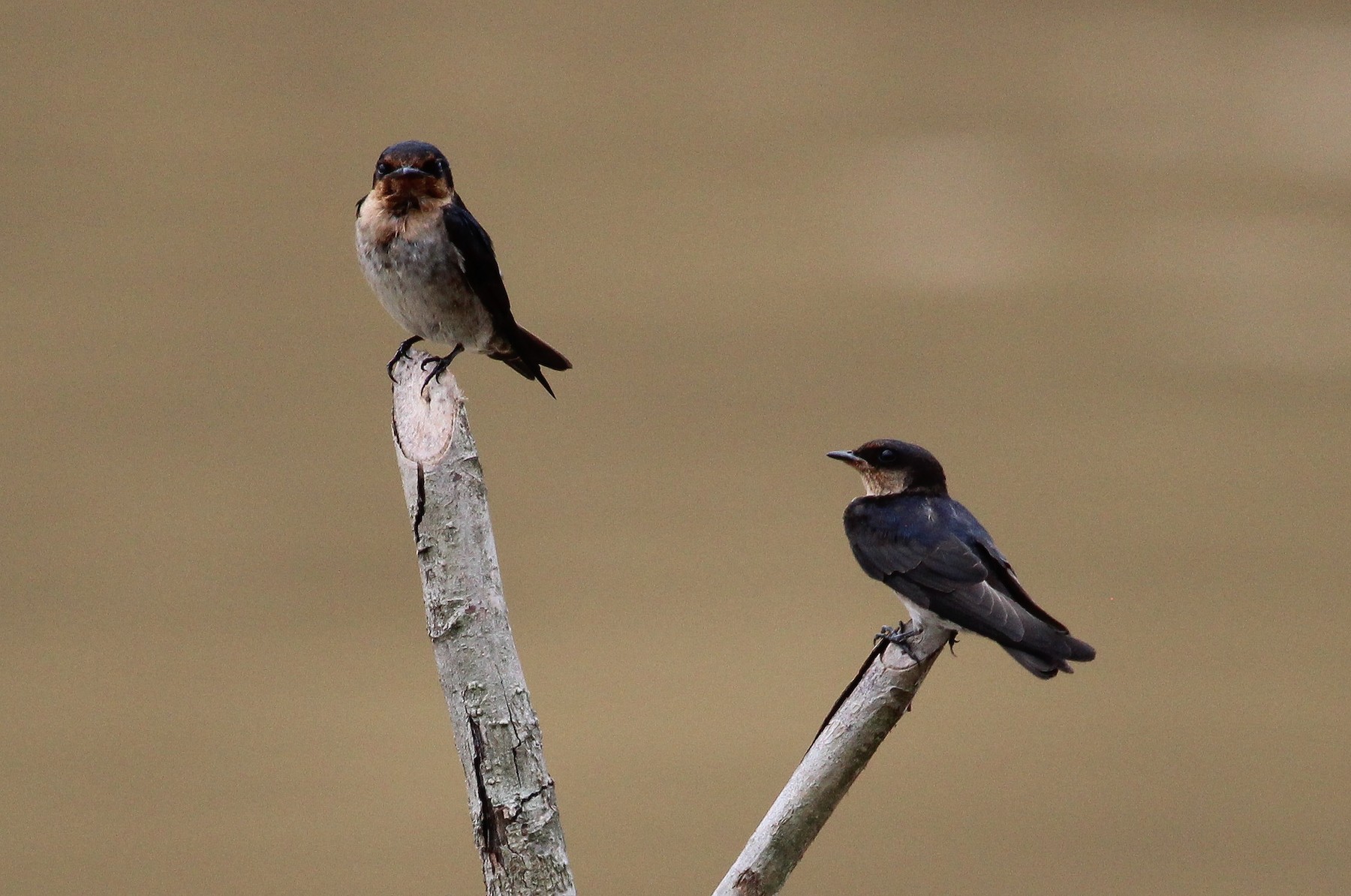 Pacific Swallow (Pacific) - eBird
