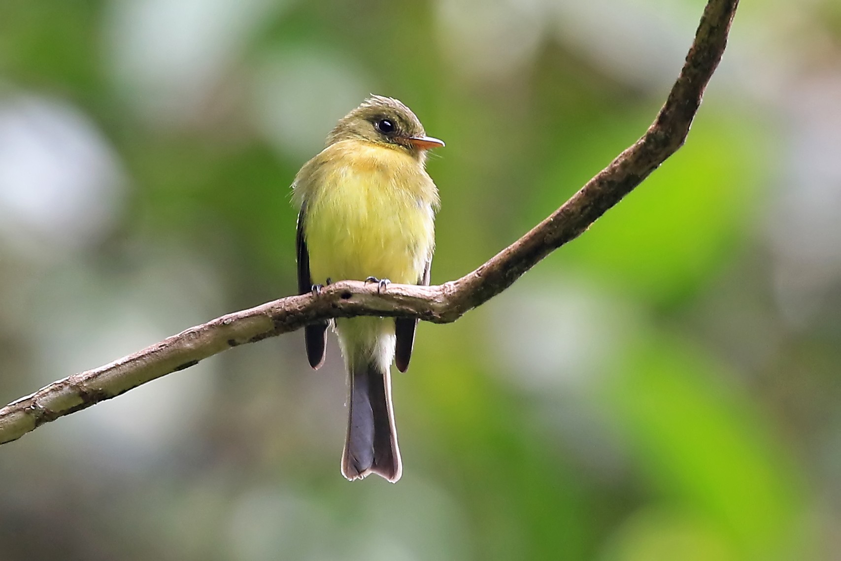 Northern Tufted Flycatcher (South American) - eBird