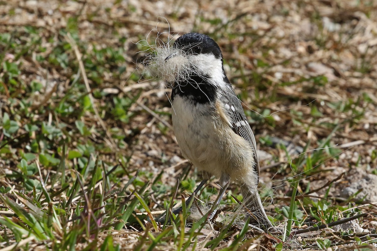 Coal Tit (Continental) - eBird