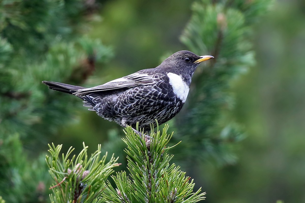 Ring Ouzel (Alpine) - eBird