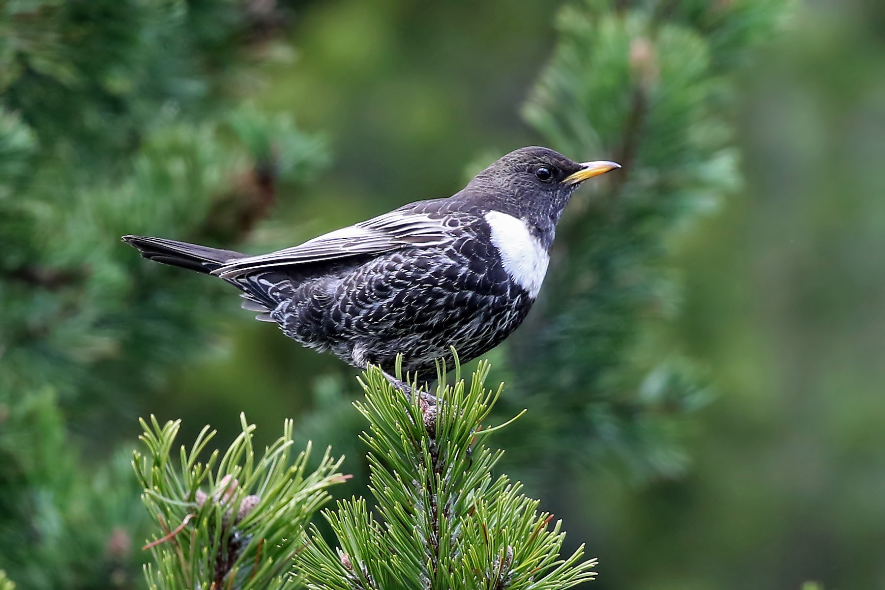Ringdrossel, Alpe (ssp. alpestris) - eBird