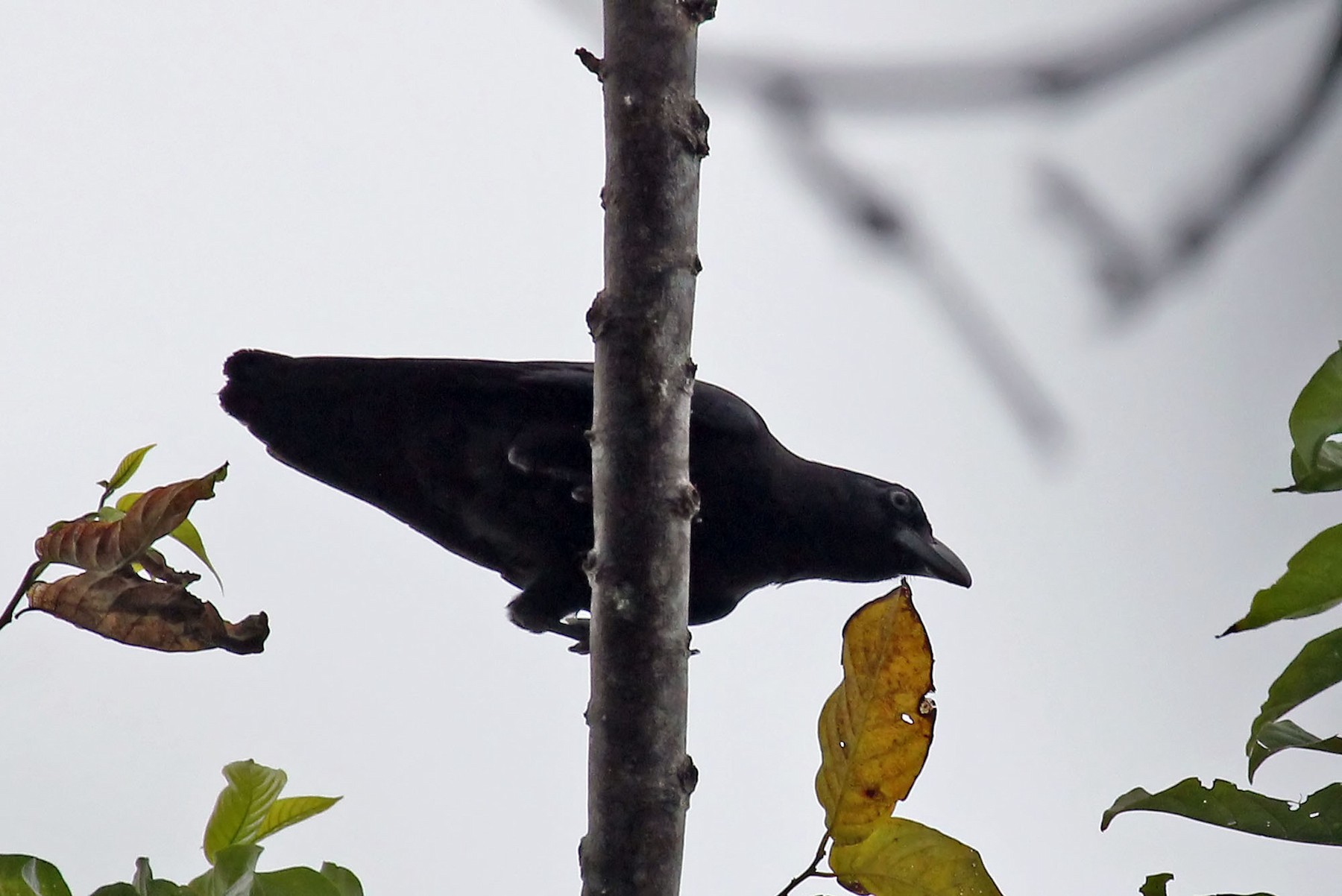 Banggai Crow - eBird