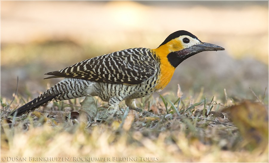 Carpintero Campestre (campestris) - eBird