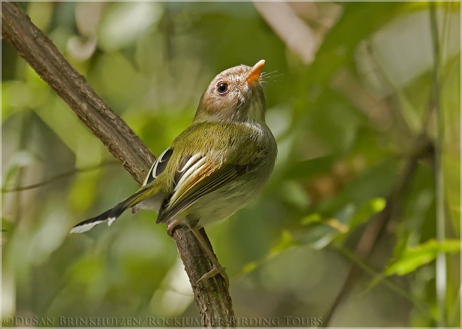 Fork-tailed Pygmy-Tyrant - eBird
