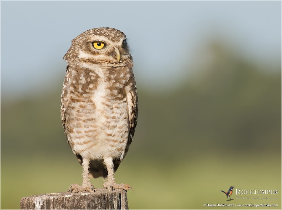 Mochuelo de Madriguera (grallaria) - eBird