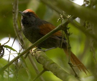 Dusky Spinetail - Synallaxis moesta - Birds of the World