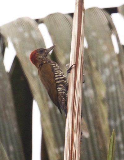 Photos - Choco Woodpecker - Dryobates chocoensis - Birds of the World
