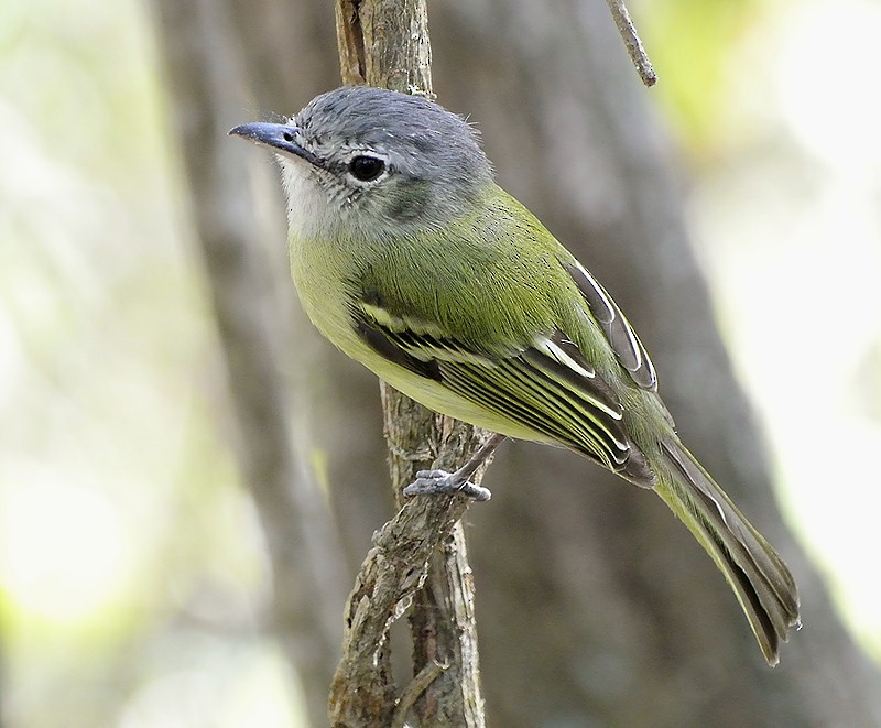 Pico Chato Sulfuroso (aequatorialis) - eBird