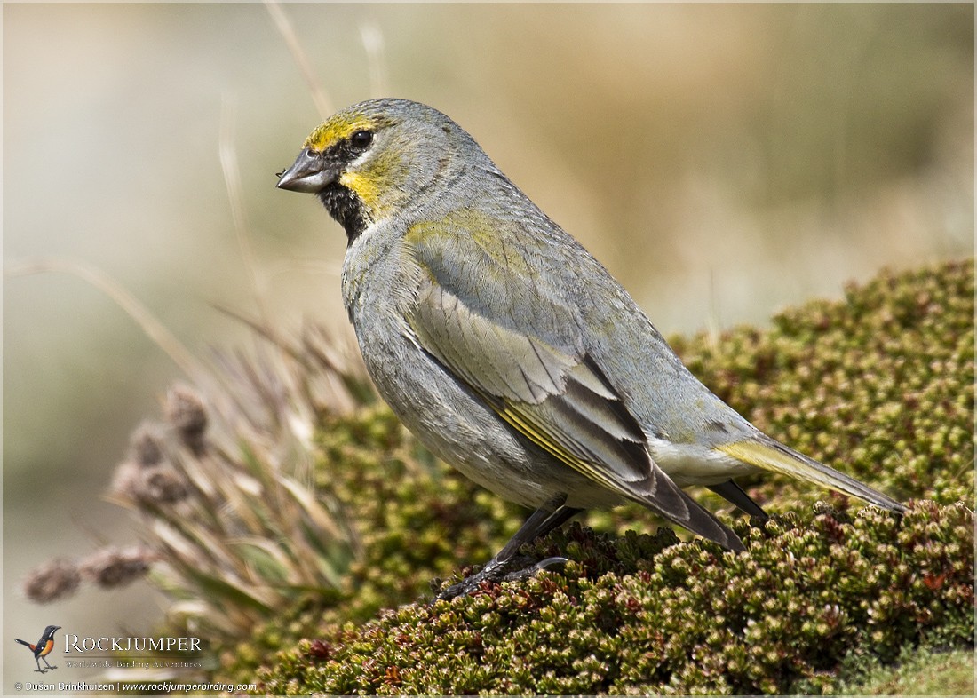Yellow-bridled Finch (Yellow-tailed) - eBird
