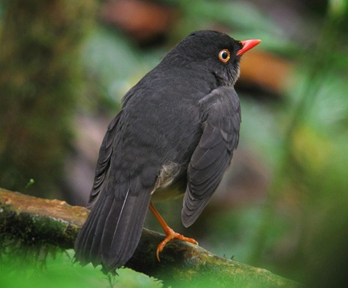 Slaty-backed Nightingale-Thrush (Black-backed) - eBird