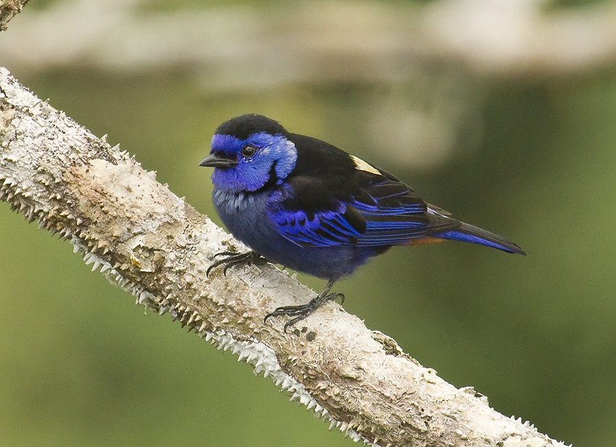 Opal-rumped Tanager (Opal-rumped) - eBird