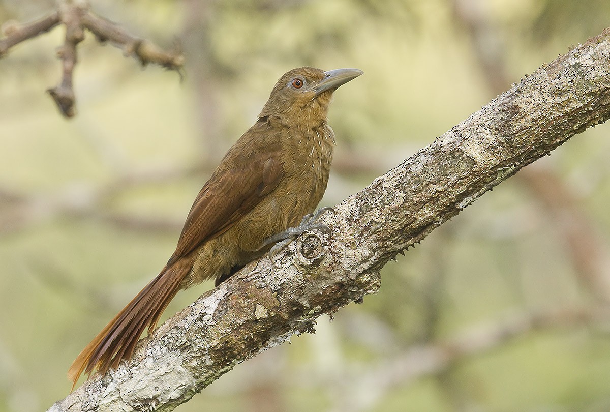 Cinnamon-throated Woodcreeper (devillei) - eBird