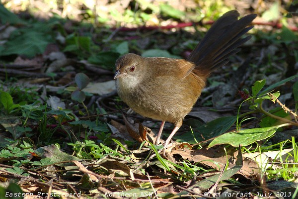 eBird Checklist - 5 Jul 2013 - Border Ranges National Park--Border ...