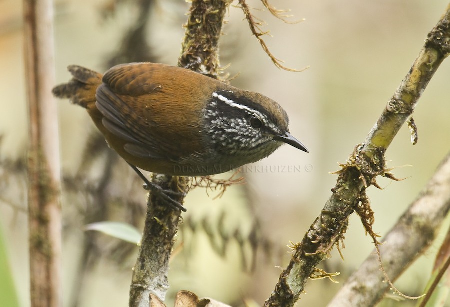 Gray-breasted Wood-Wren (Andean) - eBird