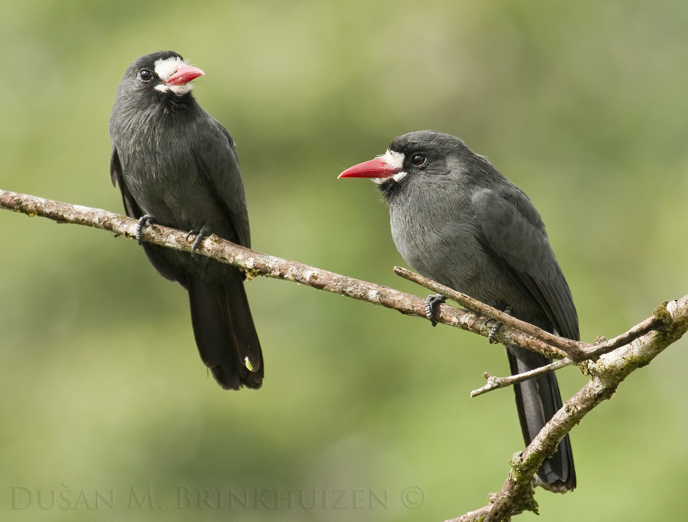 White-fronted Nunbird (White-fronted) - eBird