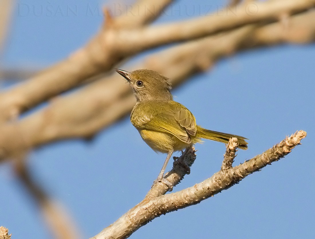 Scrub Greenlet (Scrub) - eBird