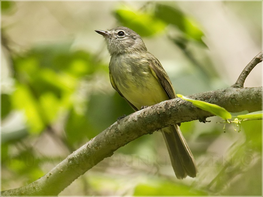 Fiofío Corona Dorada [grupo viridicata] - eBird