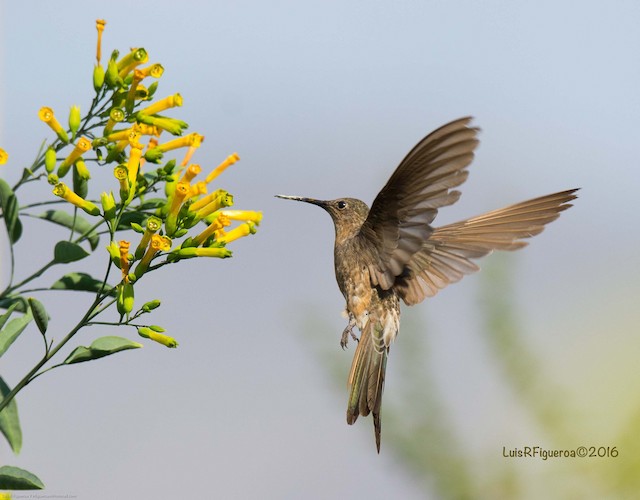 Giant Hummingbird Flying