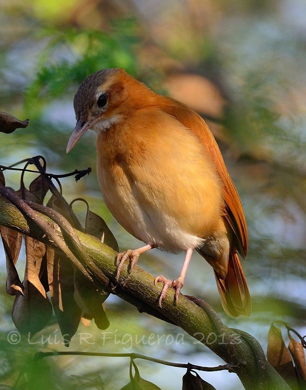 アカアシカマドドリ（longirostris／endoecus） - eBird