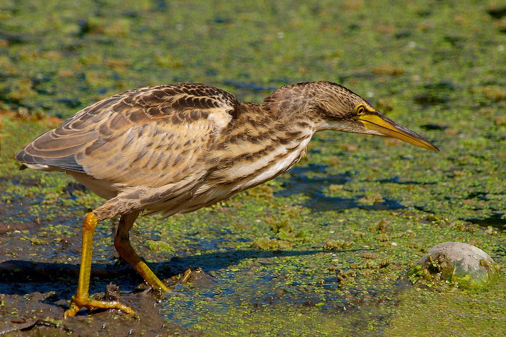 Little Bittern (Little) - eBird