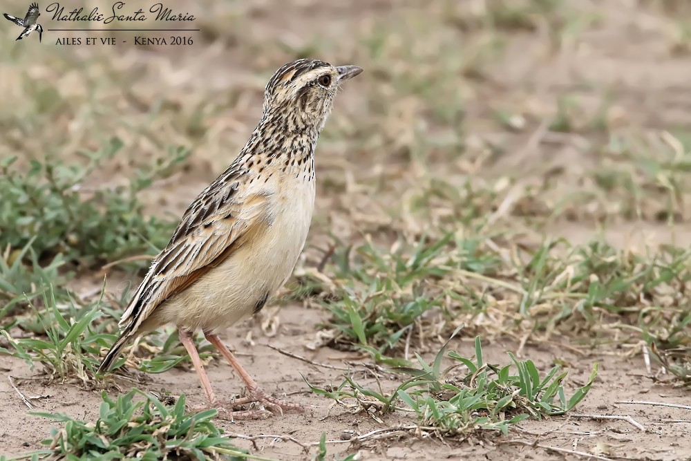 Rufous-naped Lark (Rufous-naped) - eBird
